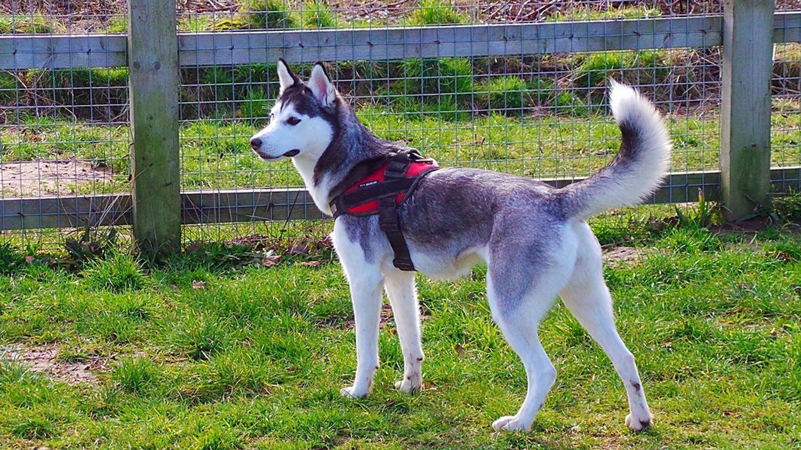 Ausky: The Athletic Fusion of Blue Heeler and Husky Breeds