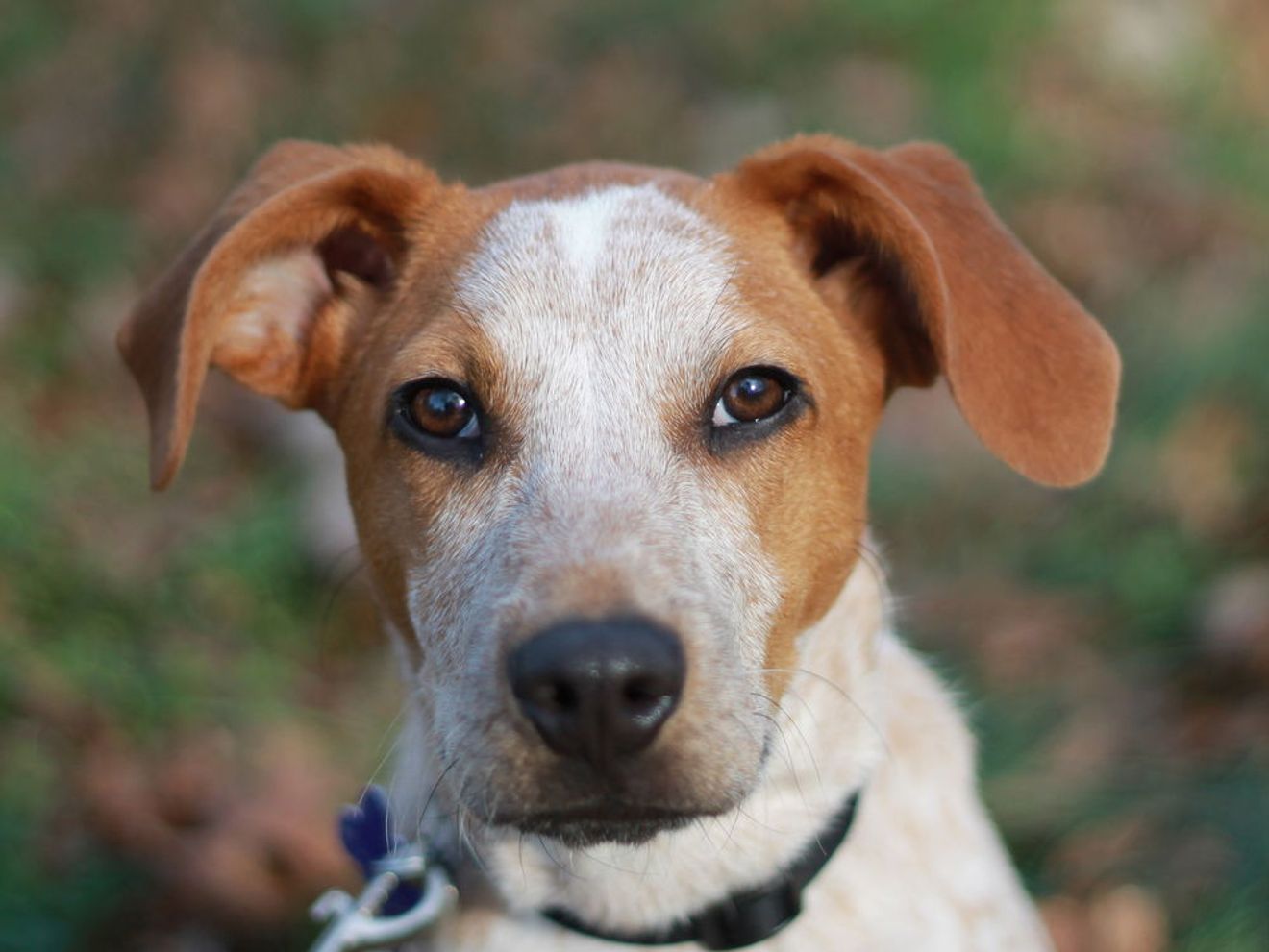 Reagle: A Unique Designer Breed Blending Beagle and Rottweiler Traits