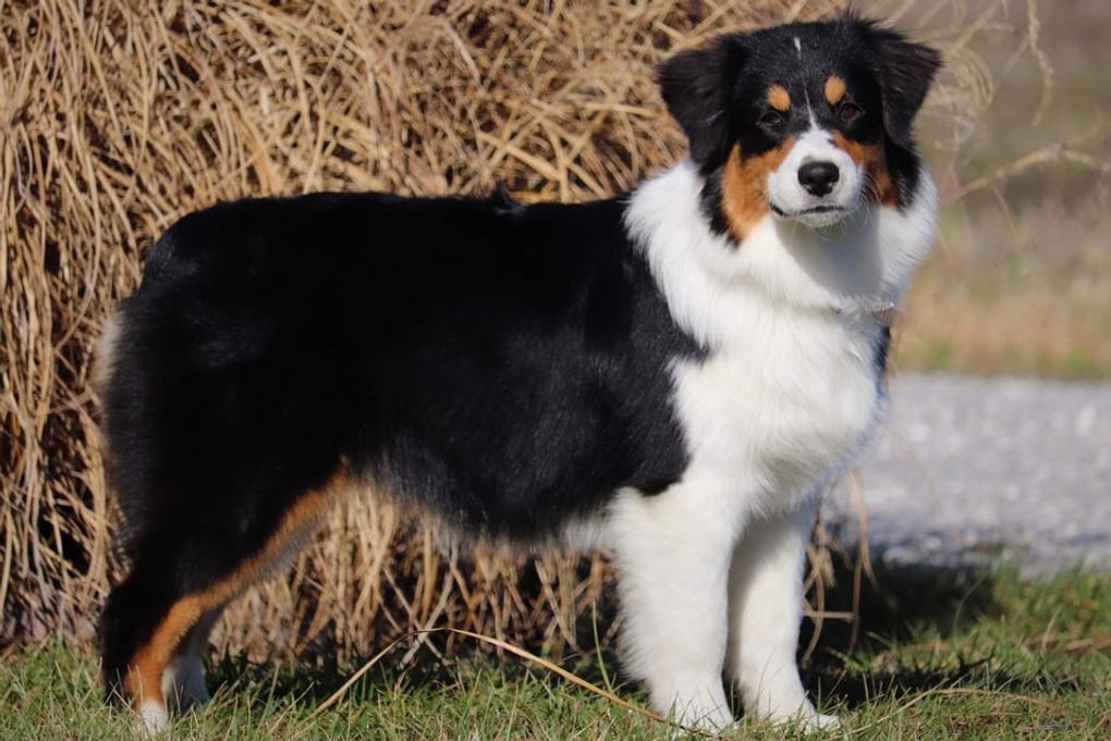 Aussie Beagle Mix: The Perfect Blend of Intelligence and Adventure