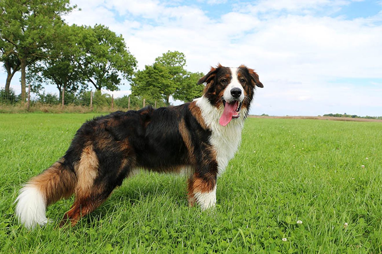 Saint Pyrenees: The Majestic Mountain Dog Mix Combining Noble Heritage ...