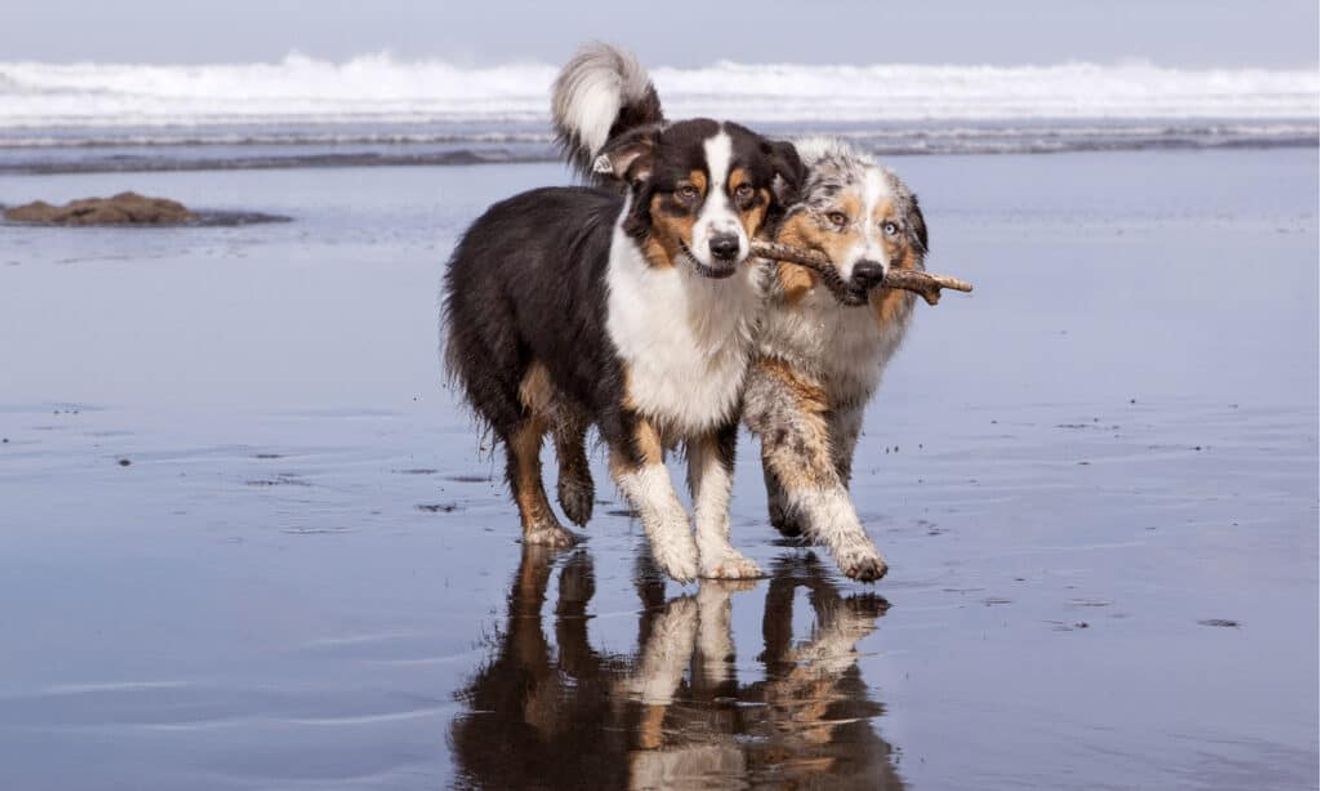 Great Pyrenees-Australian Shepherd Mix: The Versatile Guardian With ...
