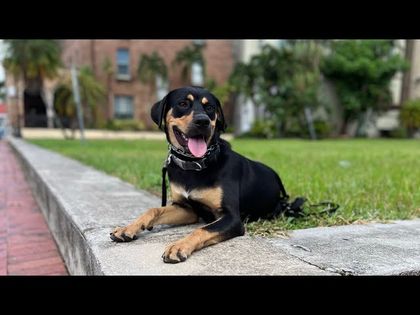 Dog Breeds Guide | DogSane