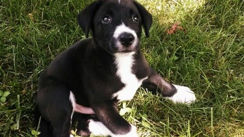 Catahoula Pitbull Mix: A Rare and Energetic Designer Breed Guide