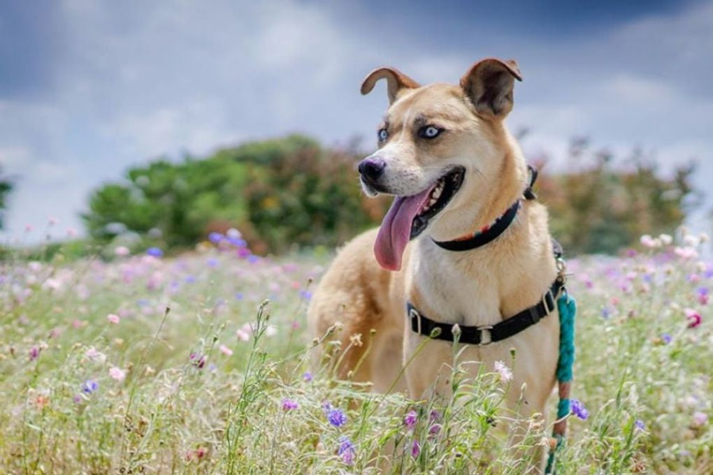 Wolamutes: Understanding the Complex World of Alaskan Malamute-Wolf Hybrids