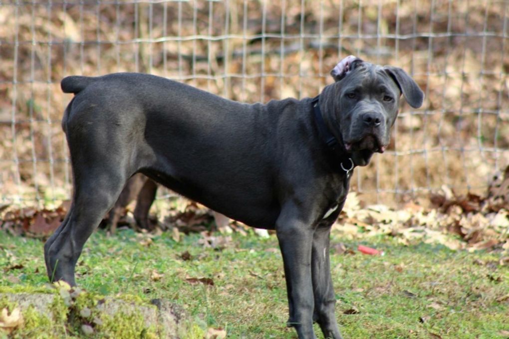 Labrador Corso: The Powerful Mix of Guard Dog Instincts and Family ...