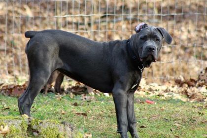 Labrador Corso: The Powerful Mix of Guard Dog Instincts and Family ...