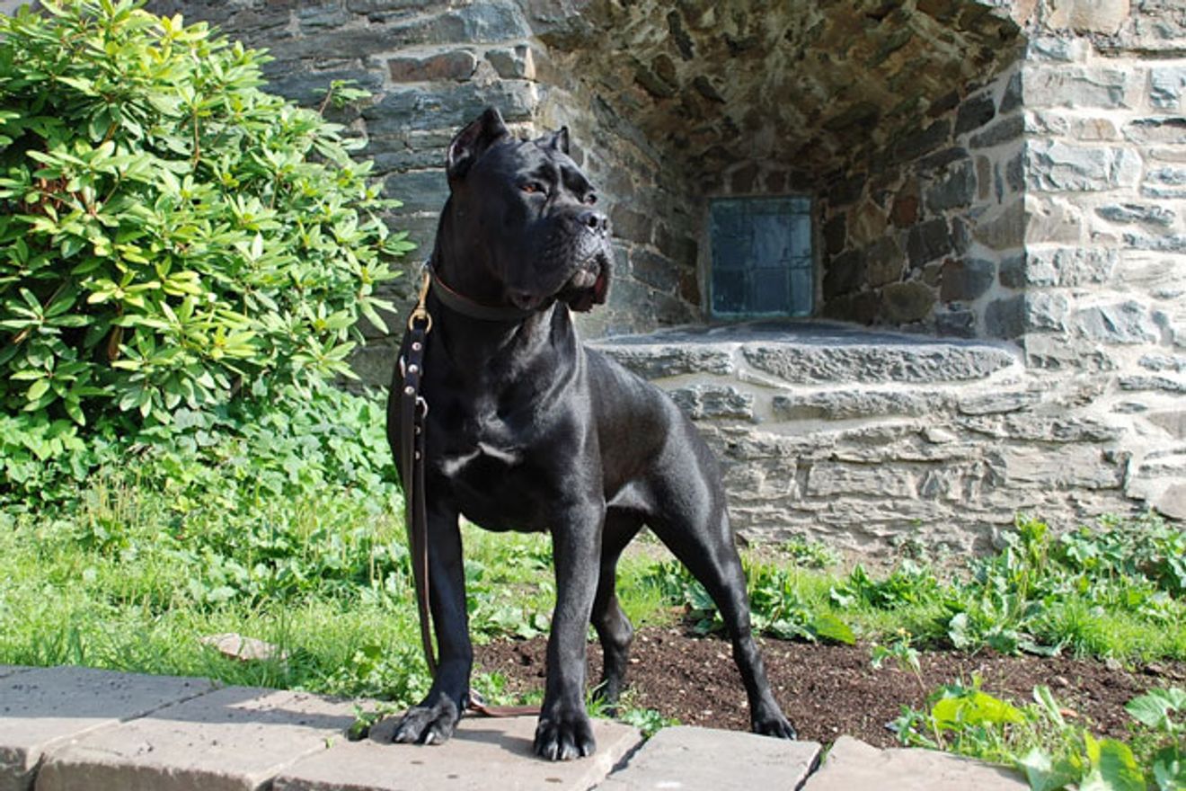 Daniff: A Gentle Giant's Guide to the Great Dane-Mastiff Mix