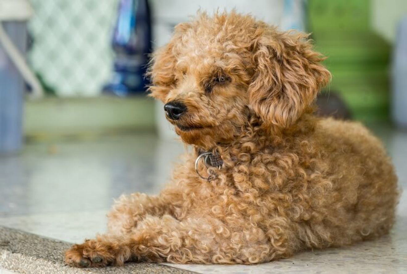 Cockapoo: The Ultimate Guide to This Beloved Designer Dog Breed