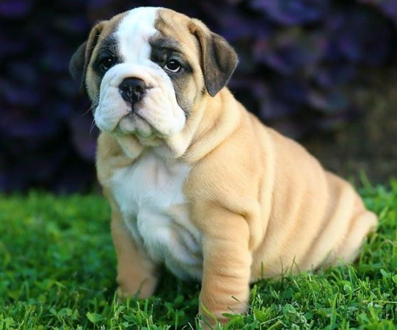 American vs English Bulldog: Unraveling Two Distinct Breeds Beyond ...