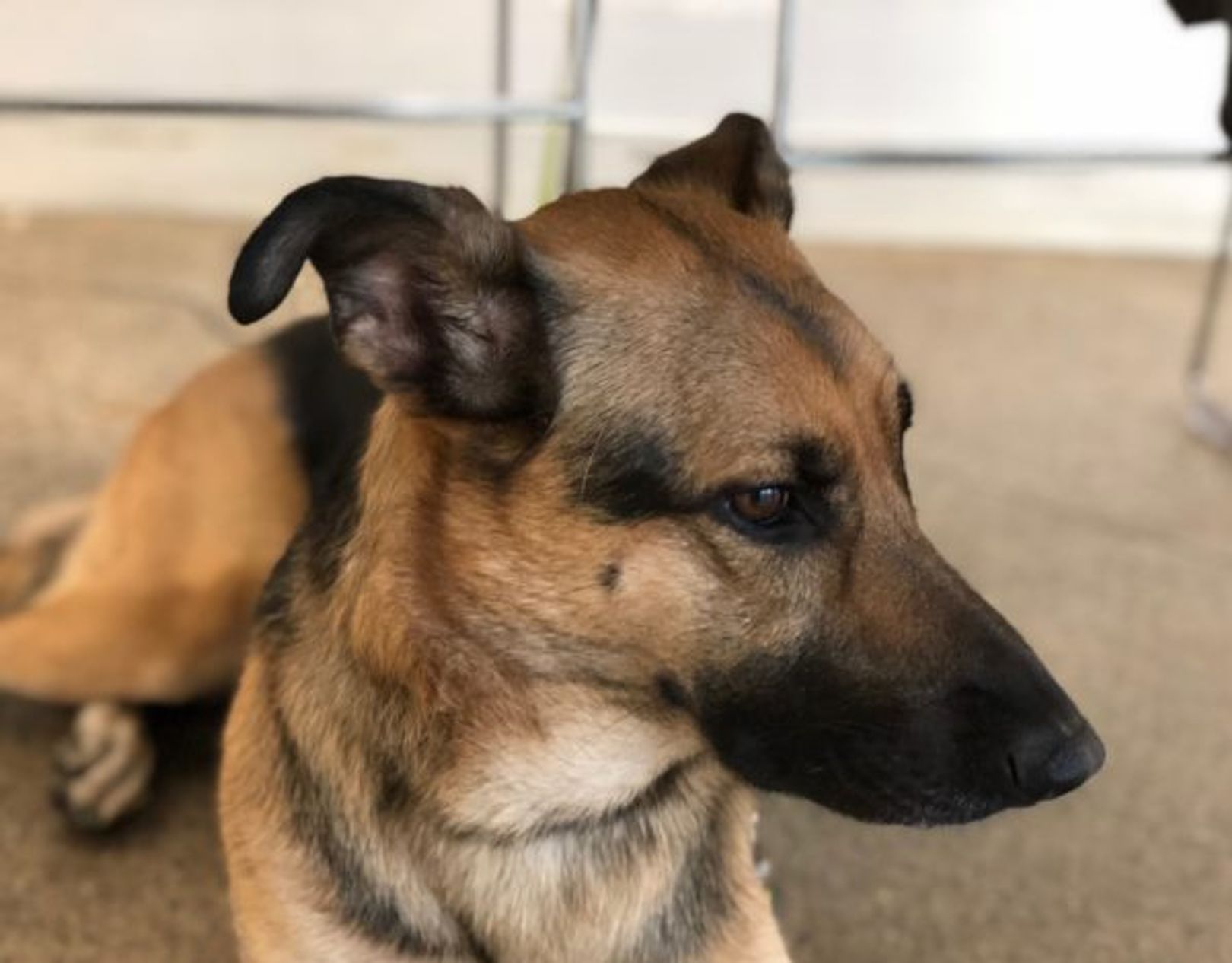 International German Shepherd Day: Celebrating a Legacy of Loyalty and ...