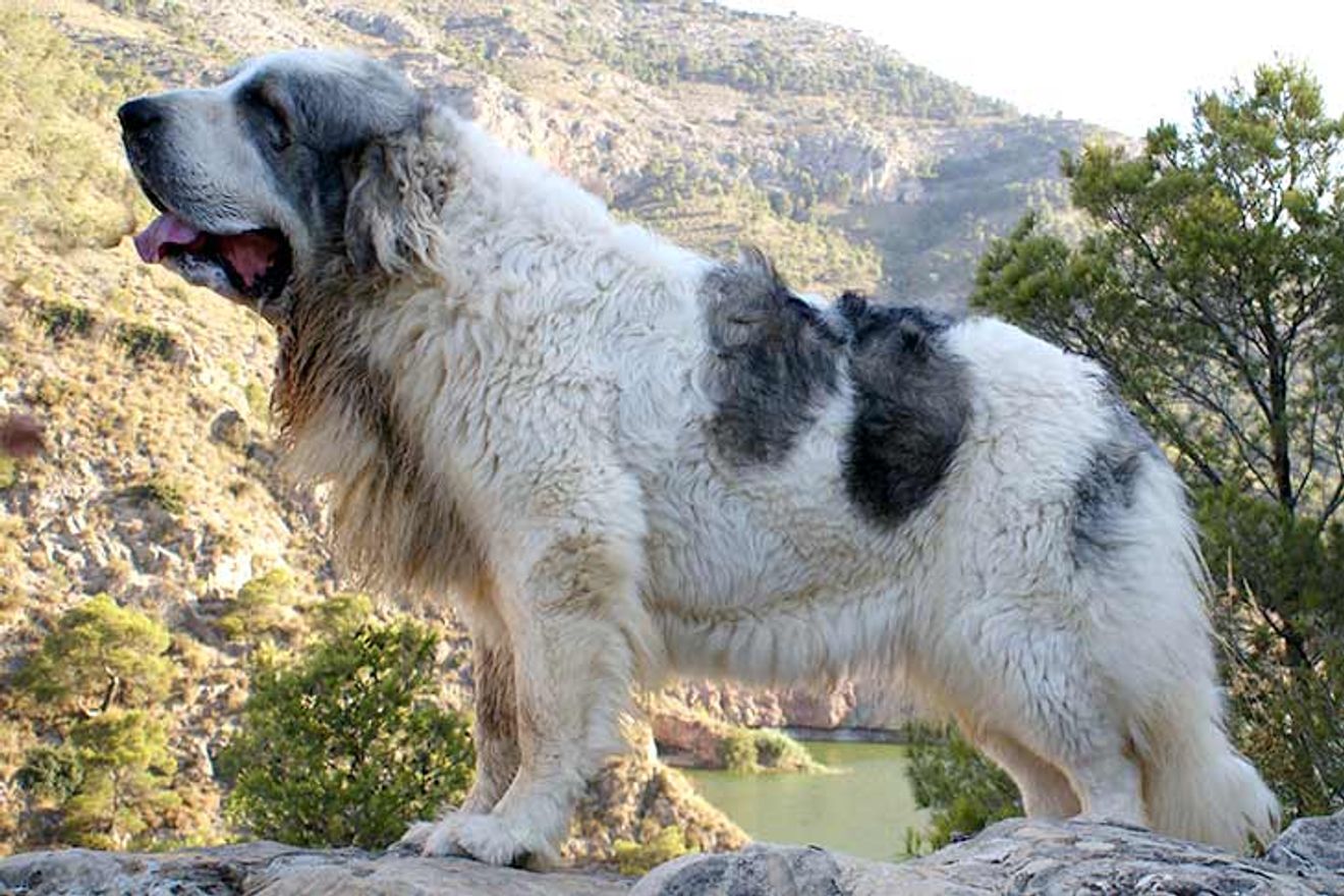Saint Pyrenees: The Majestic Mountain Dog Mix Combining Noble Heritage ...