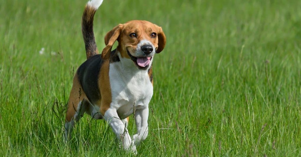 Beagle Lifespan: Understanding the Factors Behind Their 12-15 Year Life ...
