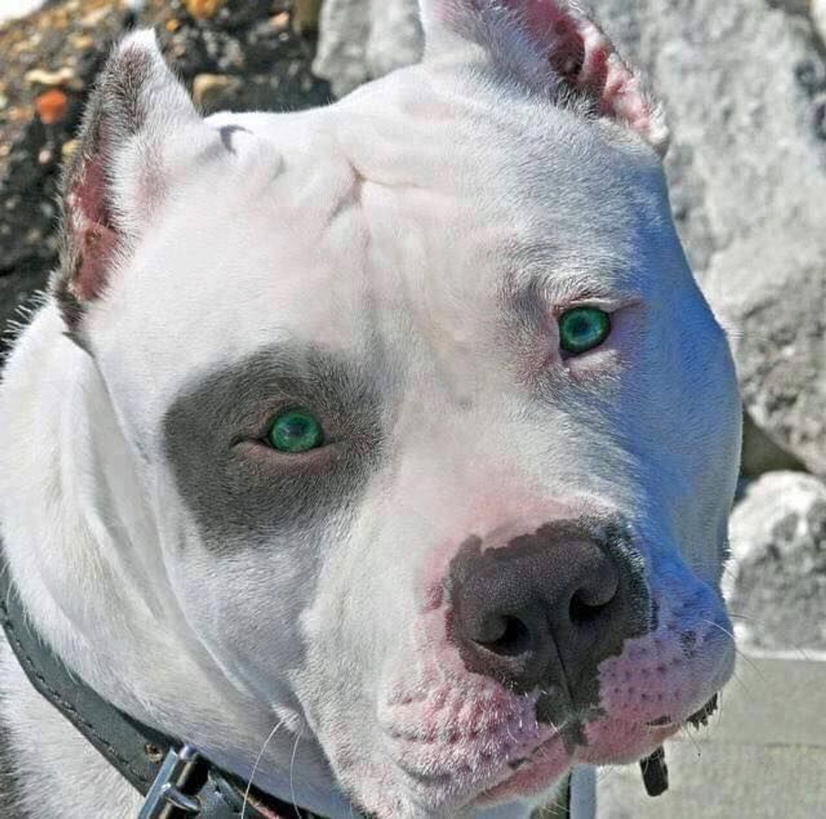 Understanding the Blue Rhodesian Ridgeback Pitbull Mix: A Rare and ...