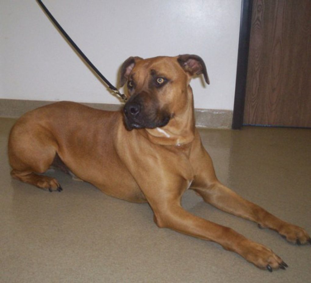 Catahoula Pitbull Mix: A Rare and Energetic Designer Breed Guide