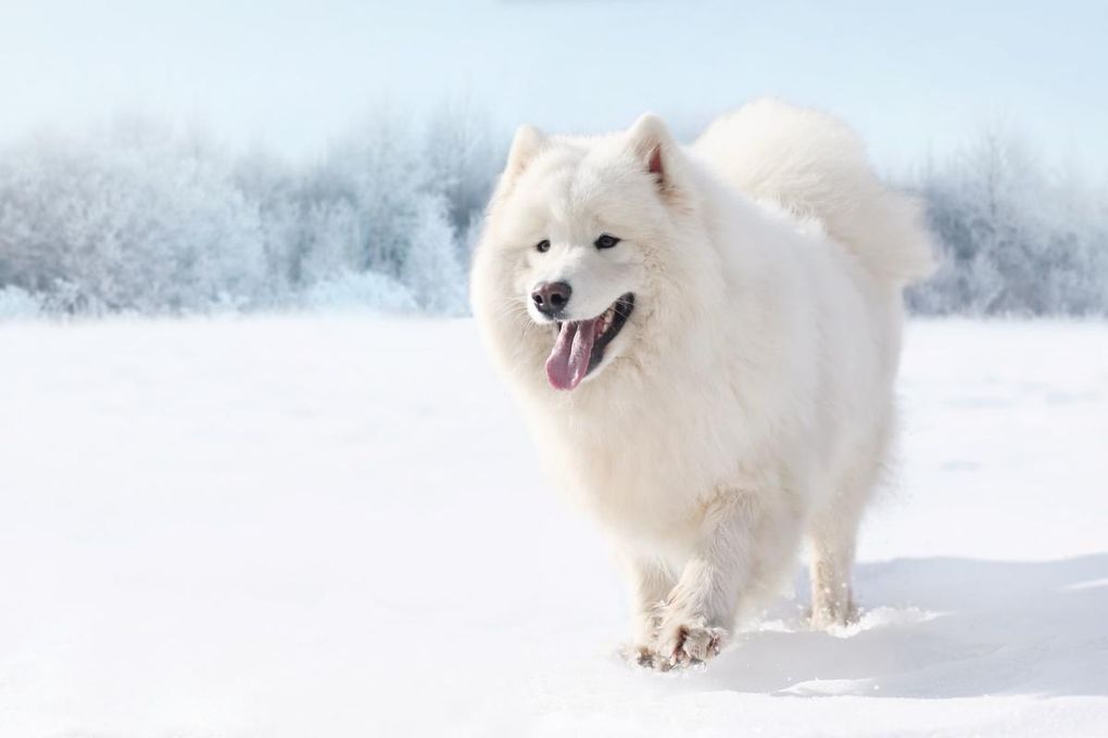 Russian Guardian Giants: The World's Most Formidable Large Dog Breeds
