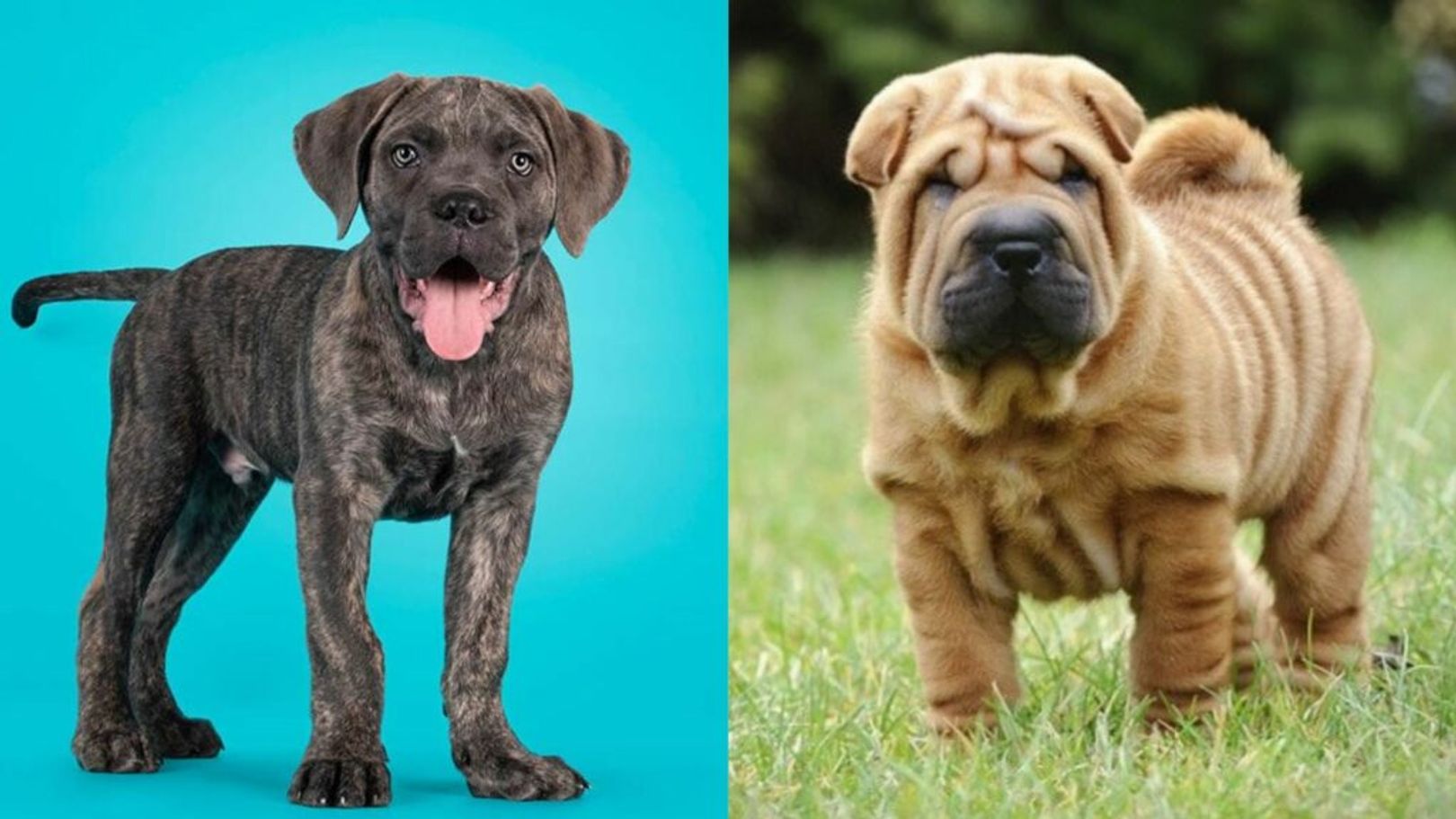 Bull Pei: The Distinctive Hybrid Combining Shar Pei and English Bulldog ...