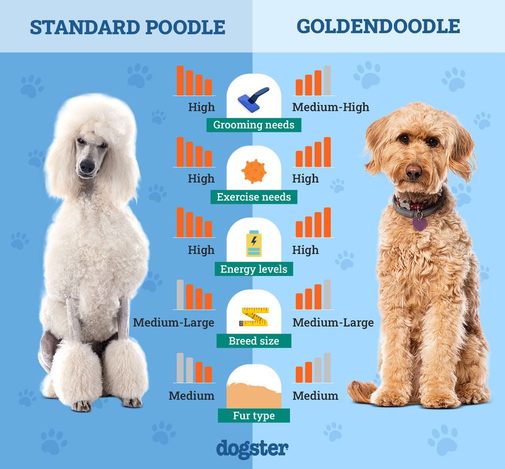 Cockapoo: The Ultimate Guide to This Beloved Designer Dog Breed