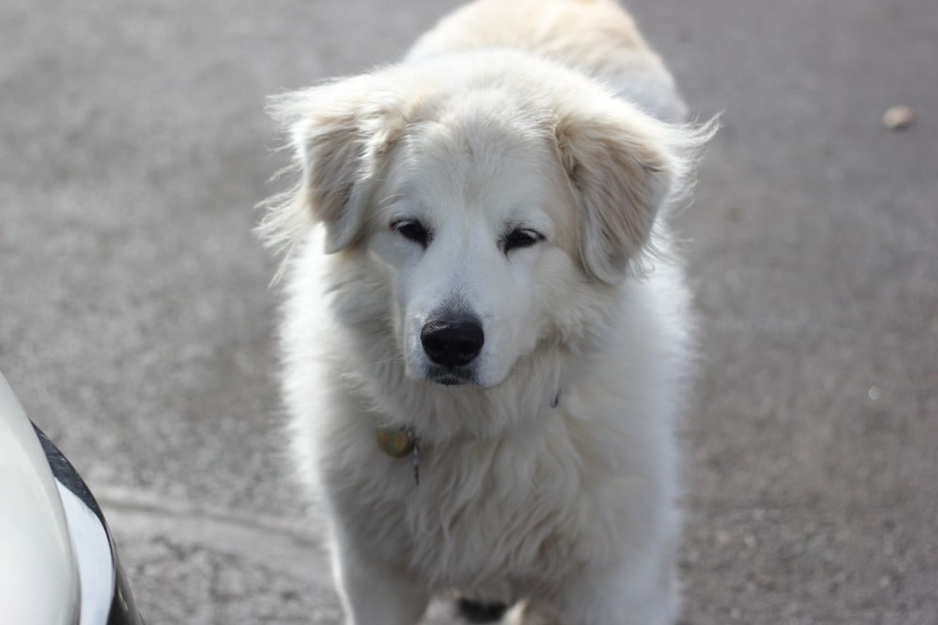 Gentle Giants: Understanding the Newfoundland Great Pyrenees Mix