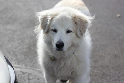 Gentle Giants: Understanding the Newfoundland Great Pyrenees Mix